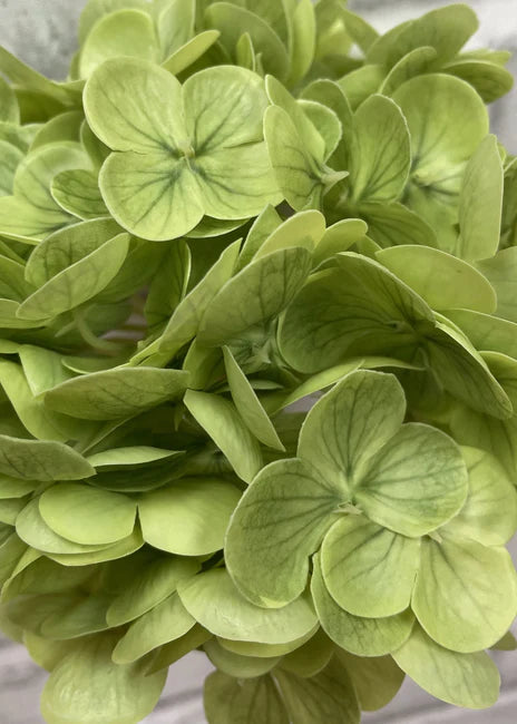 Green Hydrangea Stem – Jacaranda Tree & Co