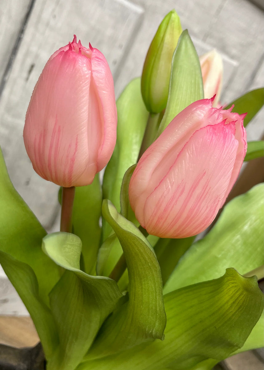 Pink Formosa Tulip Bundle - 12” – Jacaranda Tree & Co