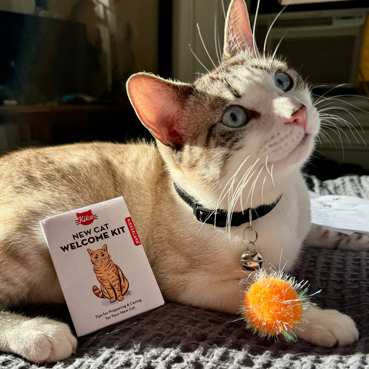New Cat Welcome Kit – Jacaranda Tree & Co