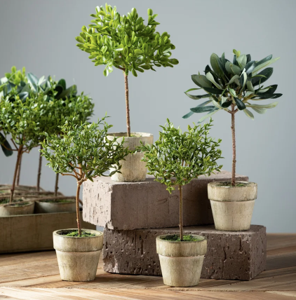 Potted Mini Tree (3 Styles) – Jacaranda Tree & Co