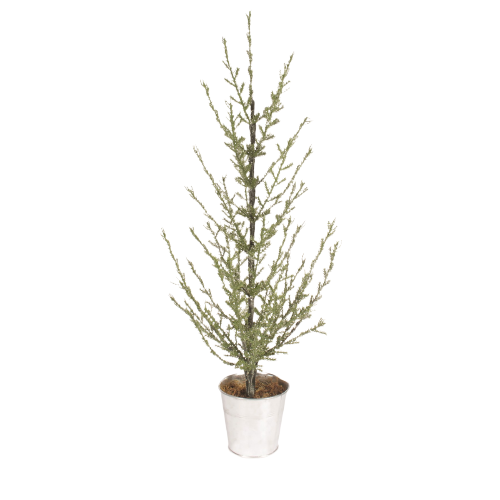 Juniper Potted TableTop Tree – Jacaranda Tree & Co
