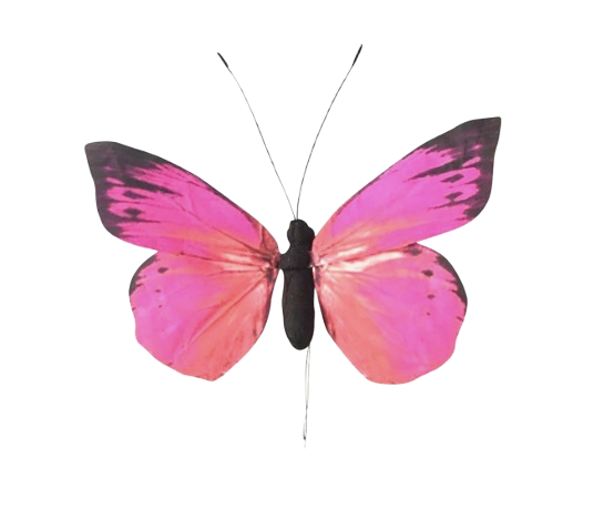Fuchsia Butterfly – Jacaranda Tree & Co