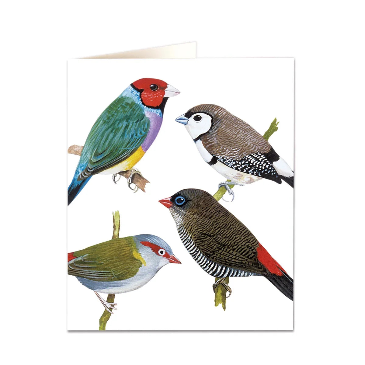 Finches Card – Jacaranda Tree & Co